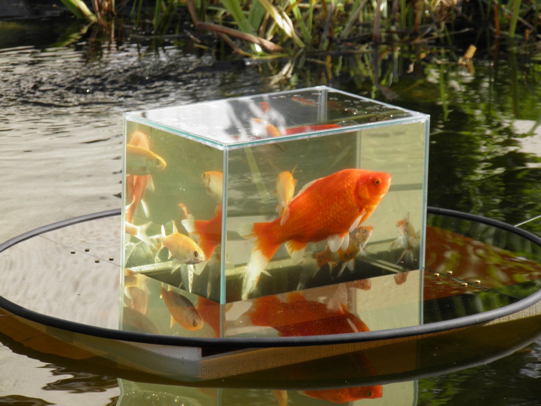 Flying-aquarium-oval© "hover" 1200 Umbra Fish Observatory Observation ...