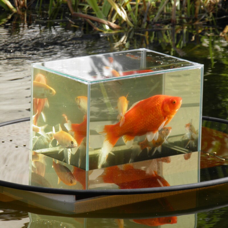 FlyingAquarium - Etsy