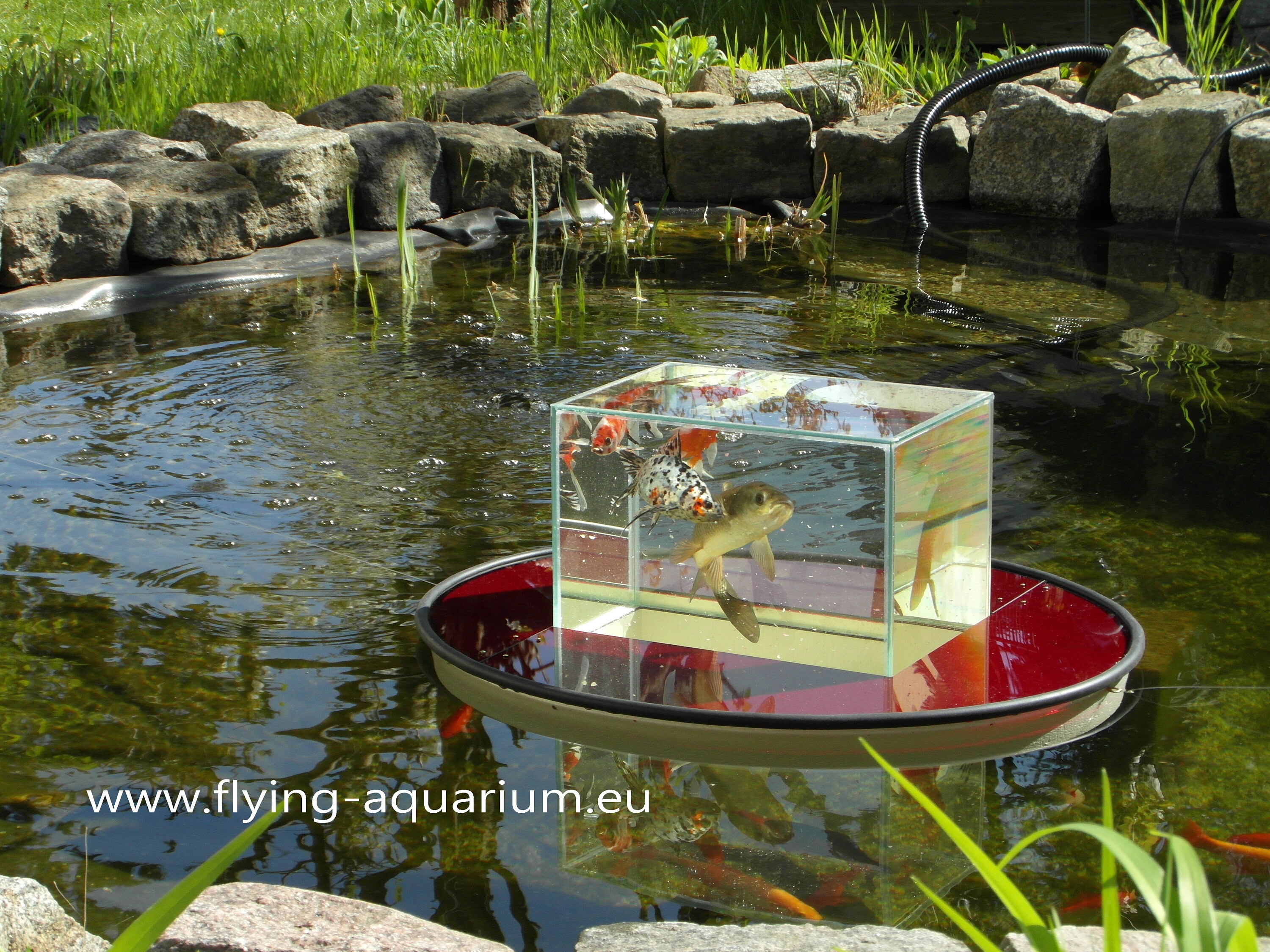 Flying-aquarium-oval© elegance 1200 Red the Floating Pond Aquarium Made ...