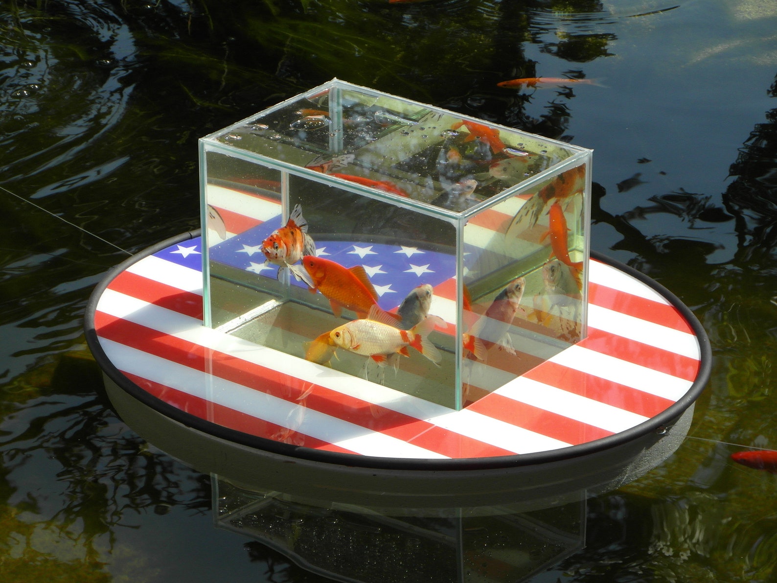 Flying-aquarium-oval© "elegance" 1200 US Flag Fish Observatory ...