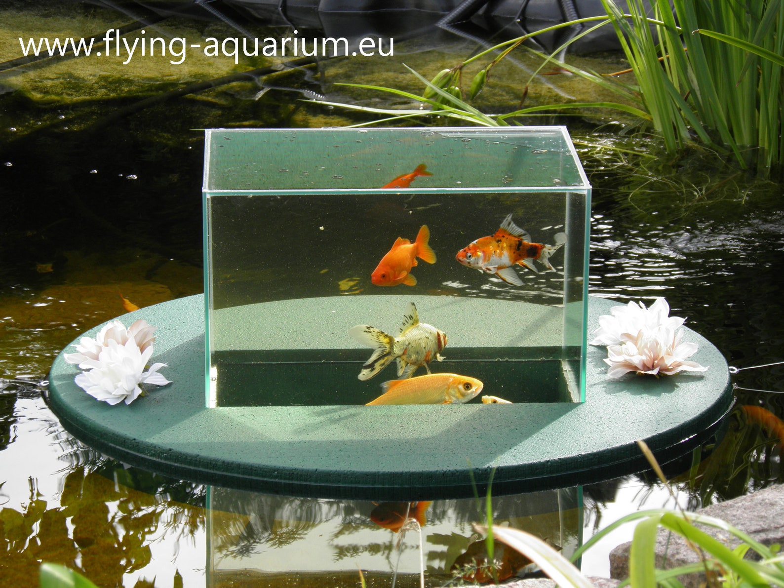 Flying-aquarium-oval© "basic" 2500 Green the Floating Pond Aquarium ...