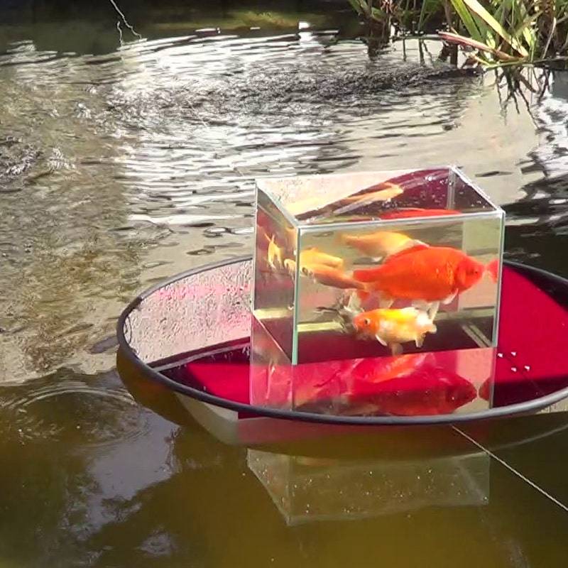 FlyingAquarium - Etsy