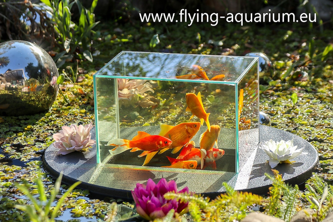 Flying-aquarium-oval© "basic" 1200 Gray Fish Observatory Observation ...