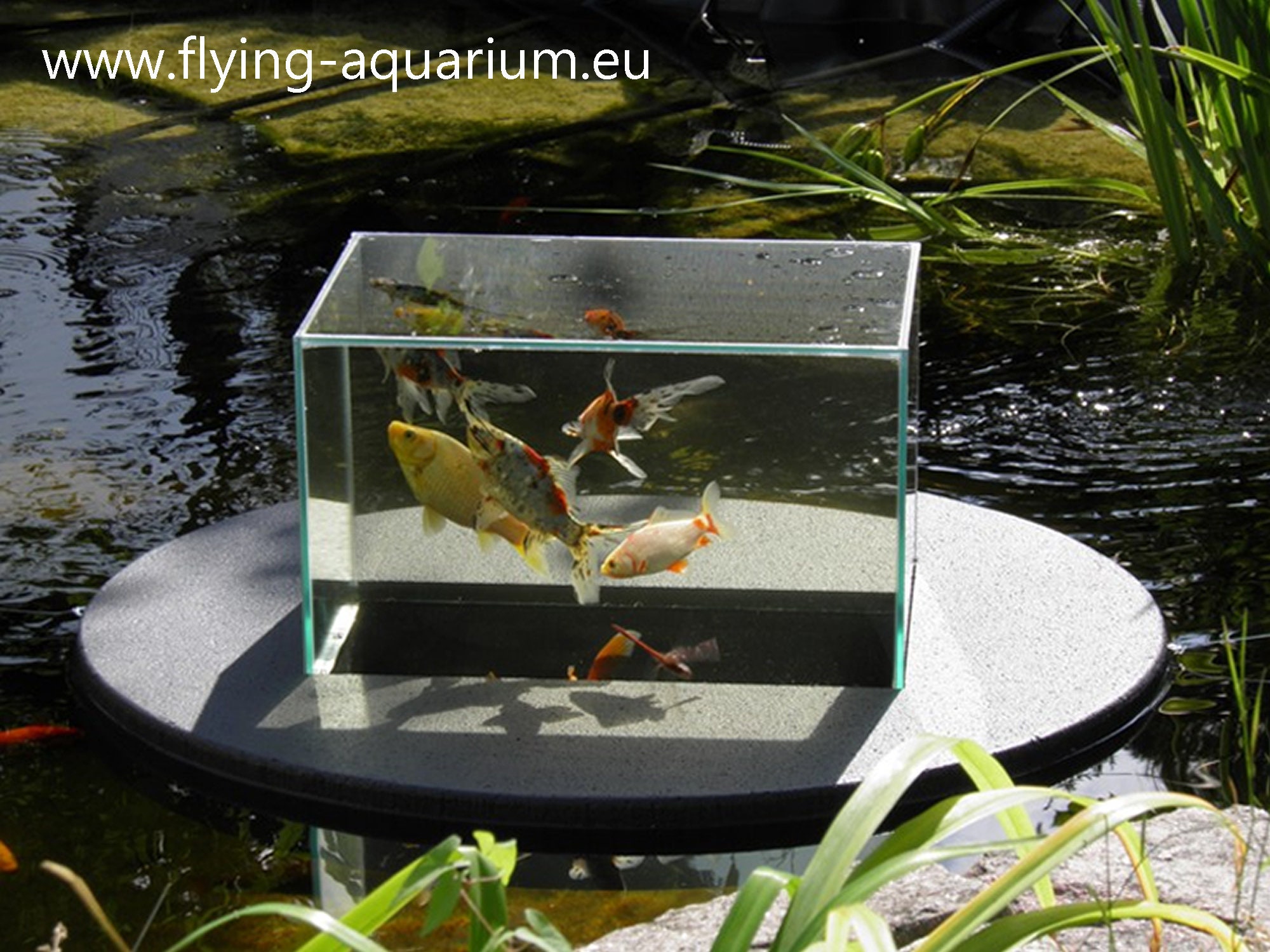 Flying-aquarium-oval© basic 2500 Gray the Floating Pond Aquarium Made ...
