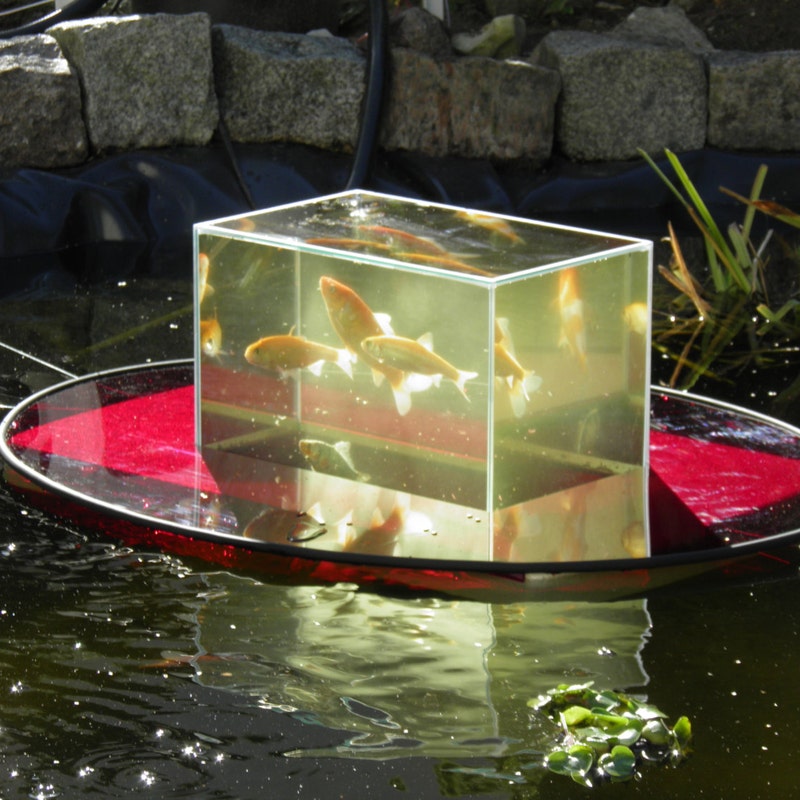 FlyingAquarium - Etsy