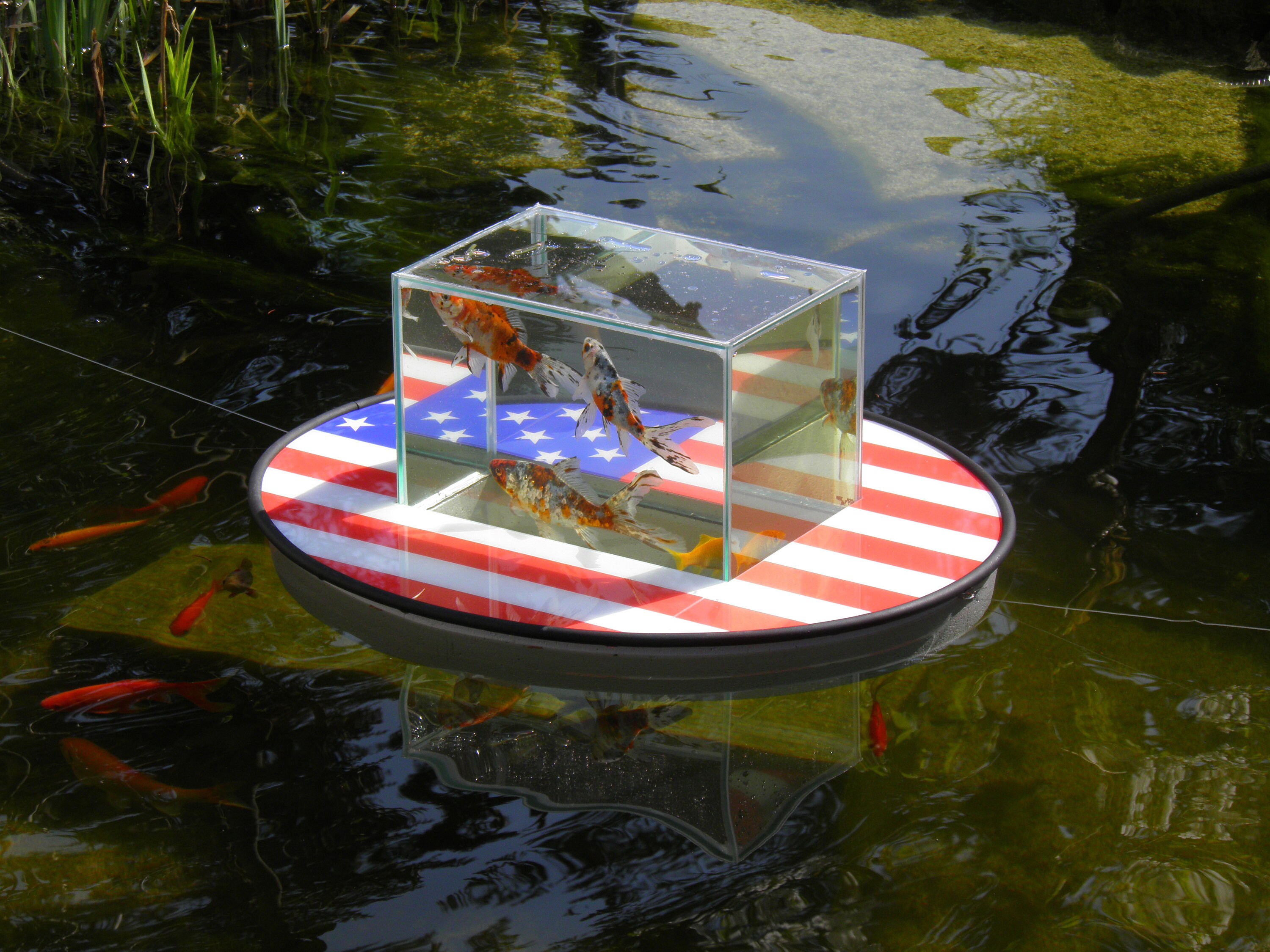 Flying-aquarium-oval© "elegance" 1200 US Flag Fish Observatory ...
