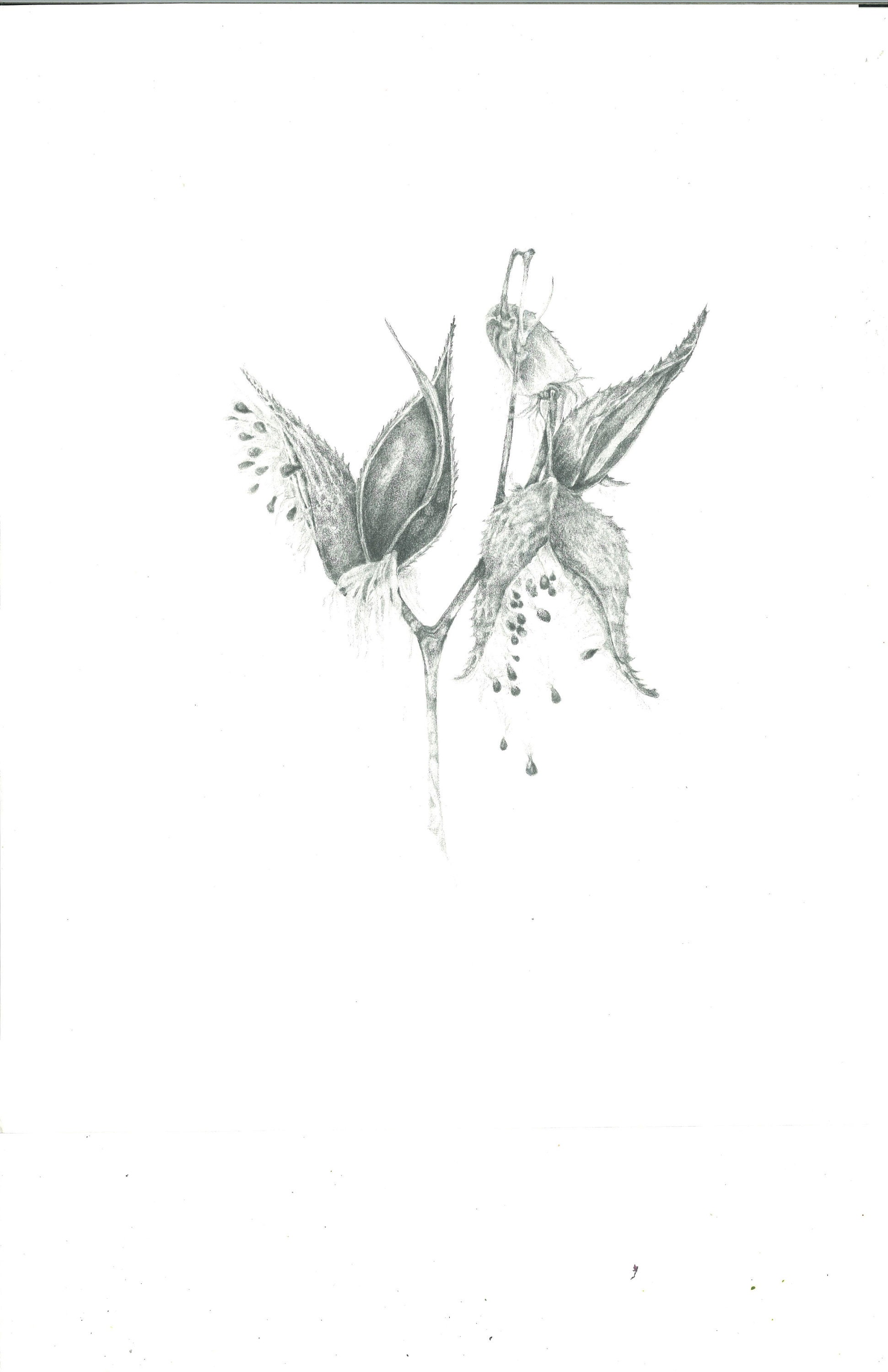 Milkweed Pods Drawings