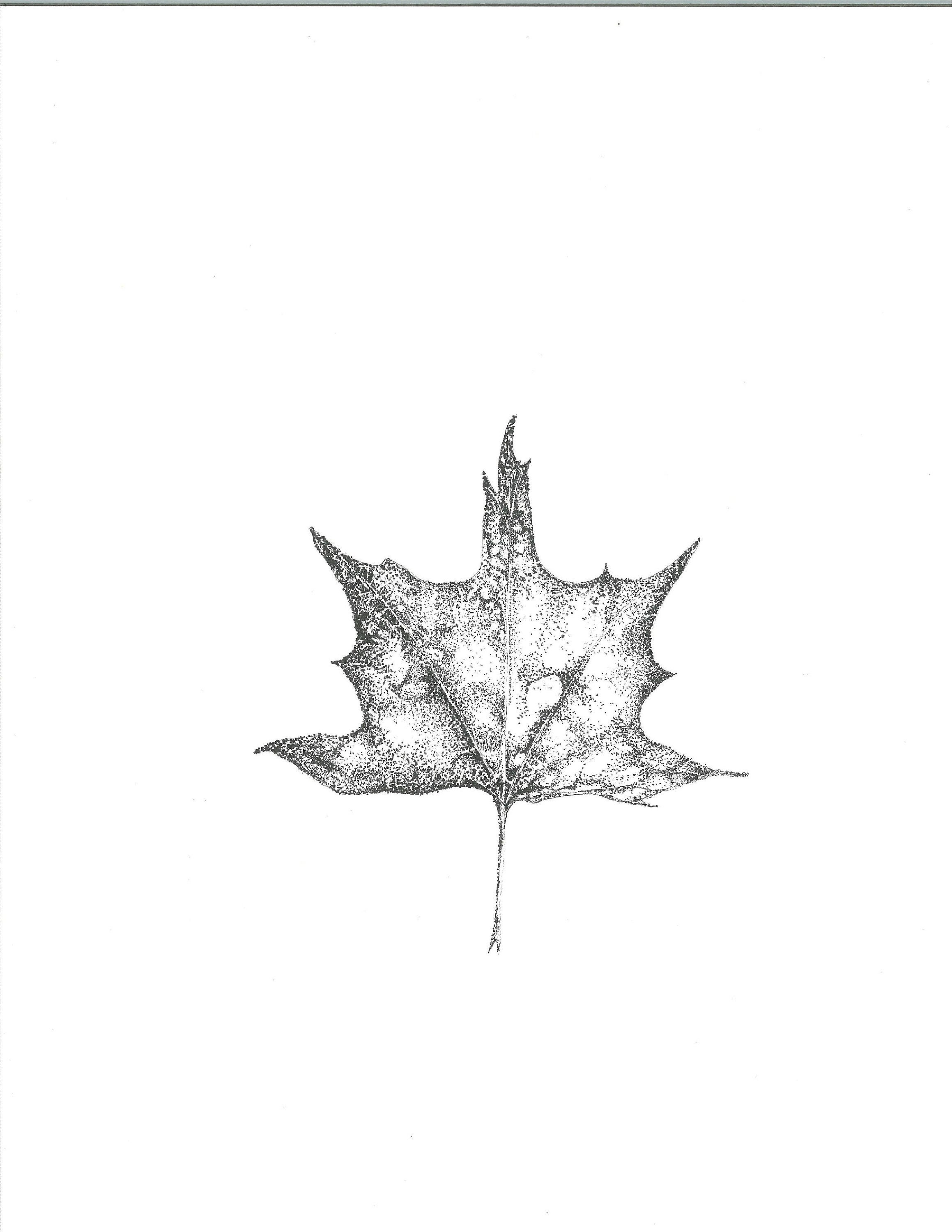 Stipple Maple Leaf - Etsy