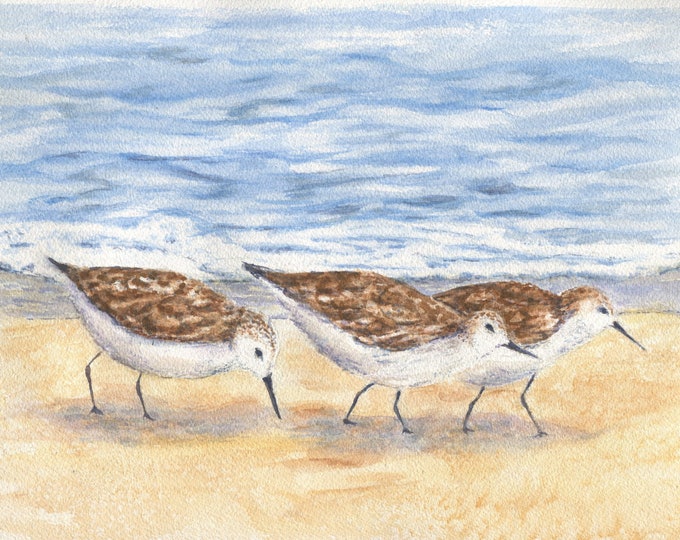 Sandpiper Watercolor Prints, Sandpiper Painting, Shore Birds Watercolor ...