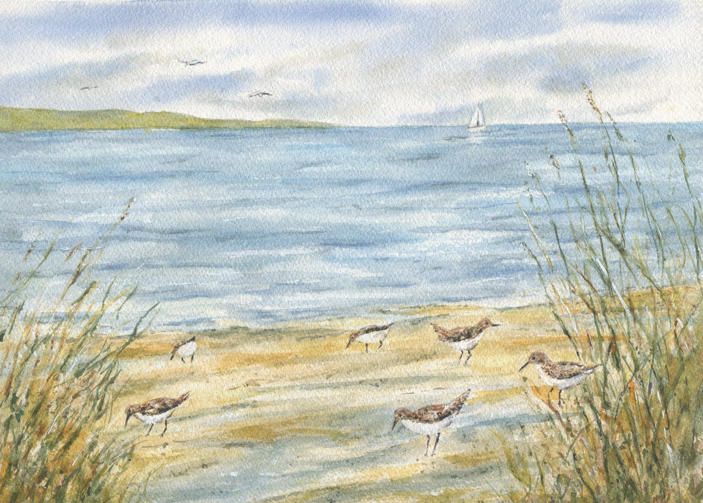 Sandpipers on the Shore Watercolor Painting Prints, Beach Decor ...