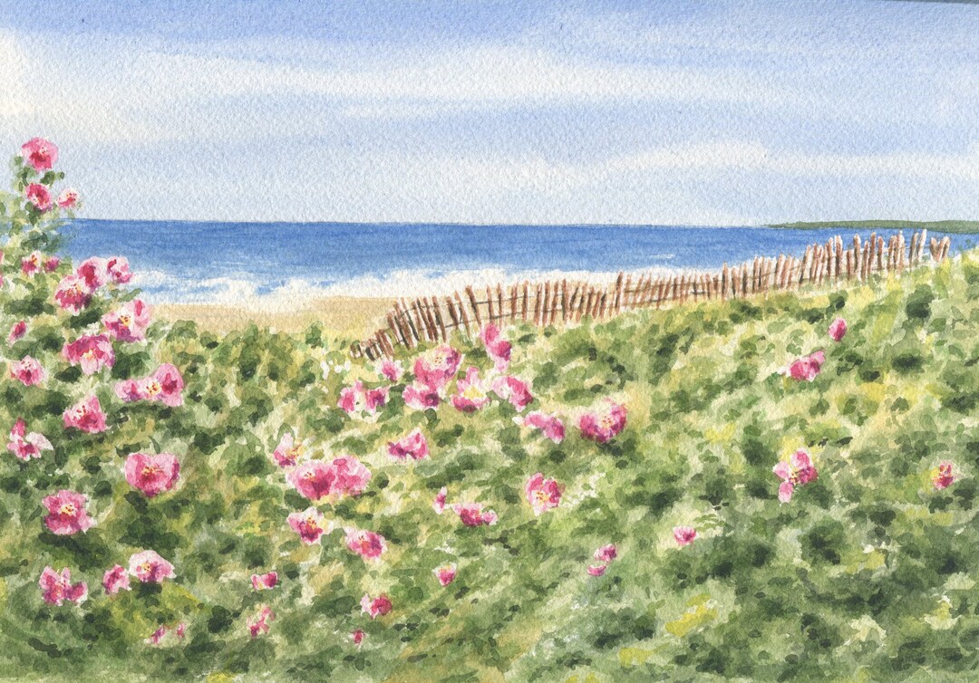 Beach Roses Watercolor Painting Prints, Seaside Roses Print, Framed ...