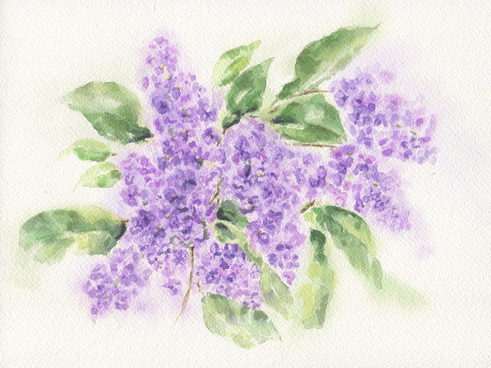 Lilacs Watercolor Painting Print or Original Purple Flowers | Etsy