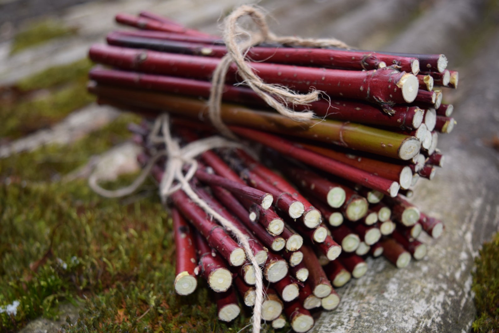25 Red Barked Dogwood Stiks ,cornus Sanguinea, Straight Dogwood Sticks ...