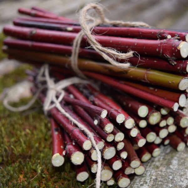 Dogwood - Etsy