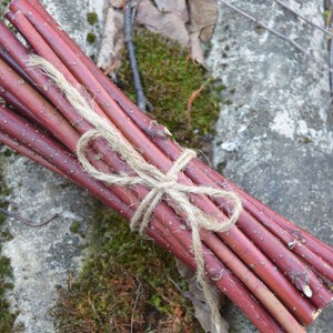 25 Red Barked Dogwood Stiks ,cornus Sanguinea, Straight Dogwood Sticks ...