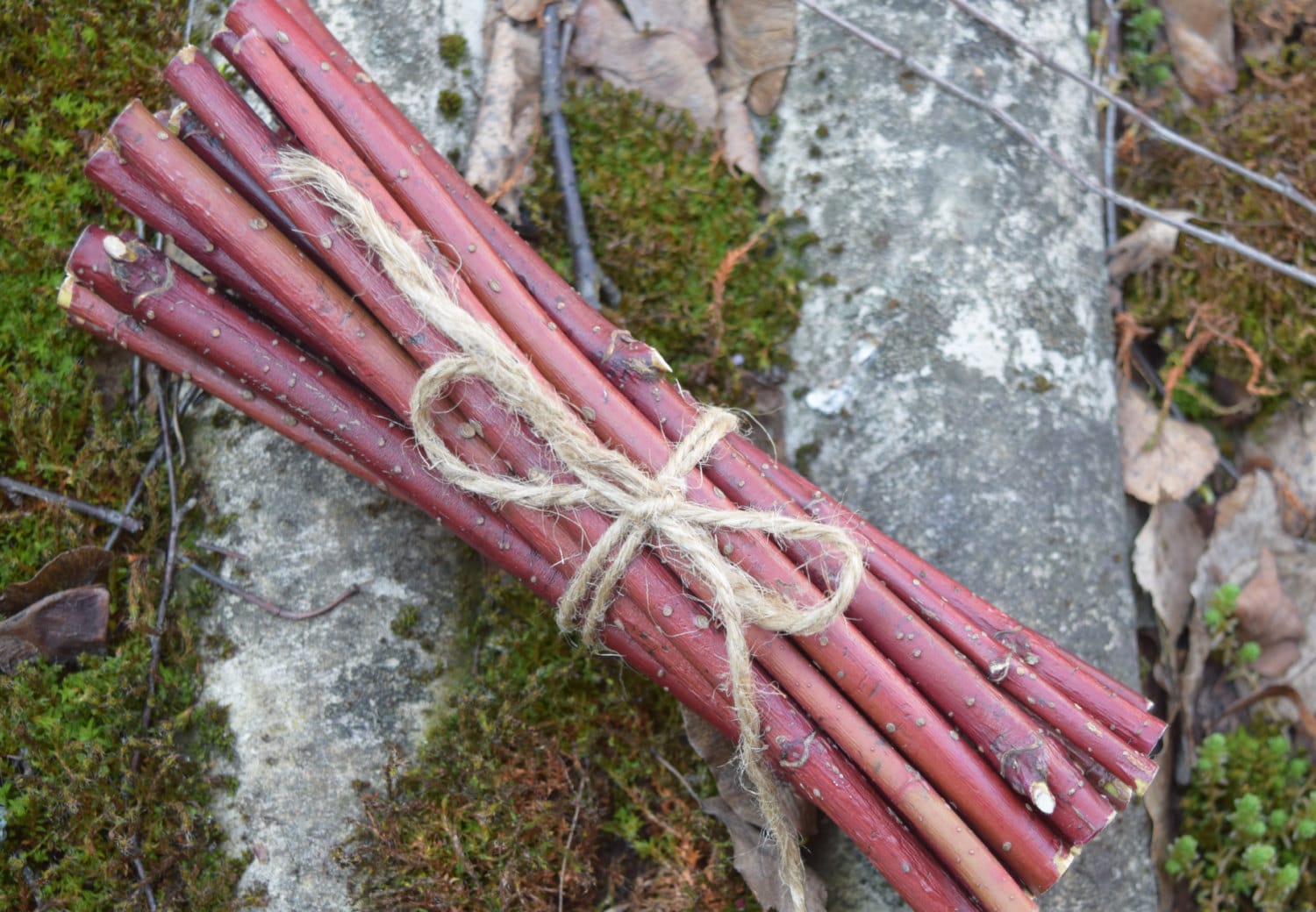 25 Red Barked Dogwood Stiks ,cornus Sanguinea, Straight Dogwood Sticks ...