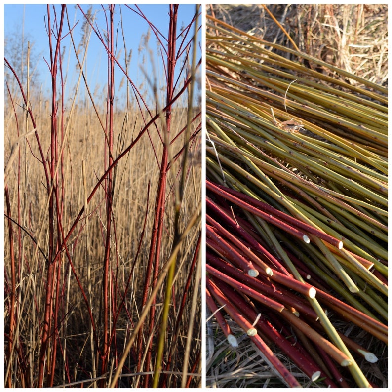 Willow Sticks 25 Craft Twigs Willow Bundle Natural Decor - Etsy