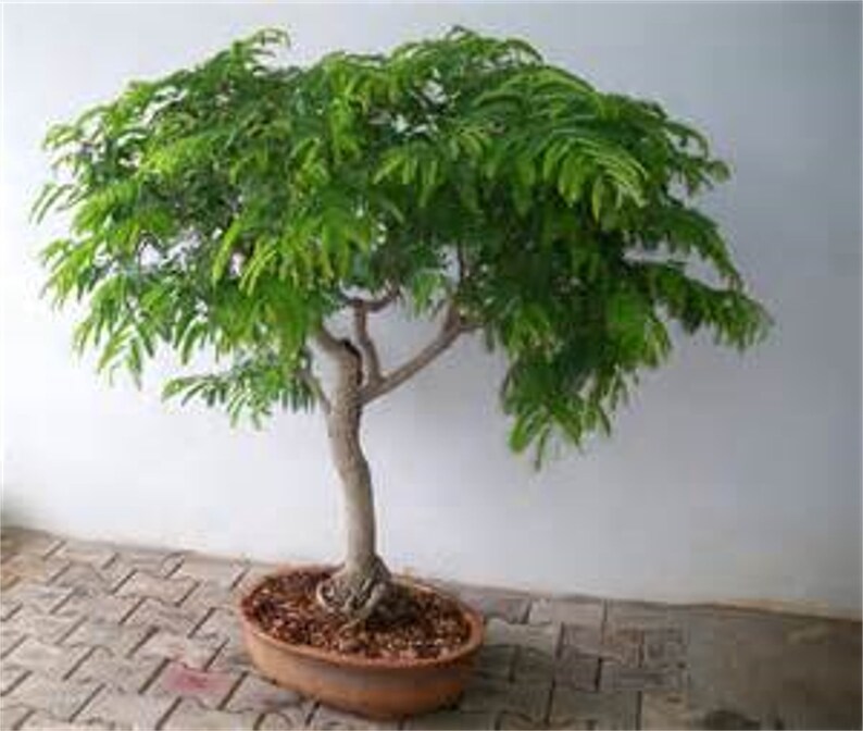 Tamarindus Indica 10 Seeds, Tamarind Fruit and Ornamental Tree, Edible ...