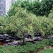 Elaeocarpus Floribundus Tree 4 Seeds, Evergreen Edible Indian Olive ...