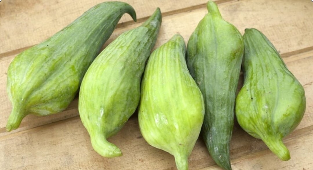 Cyclanthera Pedata 10 Seeds, Edible Fruit Vine, Caigua Slipper Gourd ...
