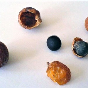 Sapindus Mukorossi 5 Seeds, Big Soap Nut Tree Soapberry Washnut - Etsy