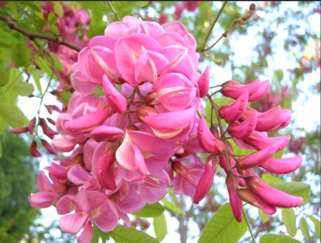 Robinia Hispida 25 Seeds, Fragrant Cold Hardy Flowering Shrub Bristly ...