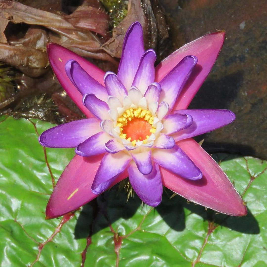 Euryale Ferox 5 Seeds, Prickly Water Lily Aquatic Pond Makhana Edible Fox Nut - Etsy