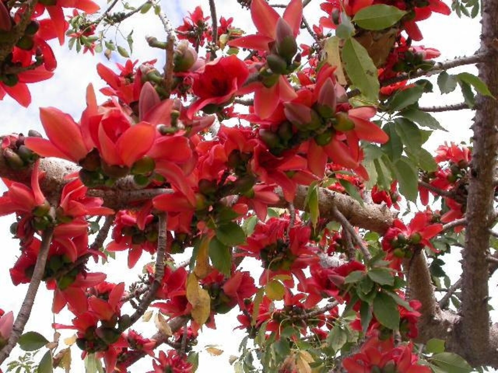 Bombax Ceiba Tree, Edible Red Silk Cotton Fruit 20 Seeds, Deciduous ...