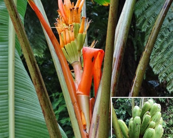 RARE Dwarf Thai PAPAYA Great for Growing Indoors in a Pot or - Etsy