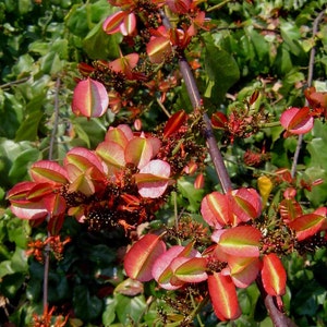 Combretum Microphyllum, Burning Garden Bush or the Flame Creeper Shrub ...