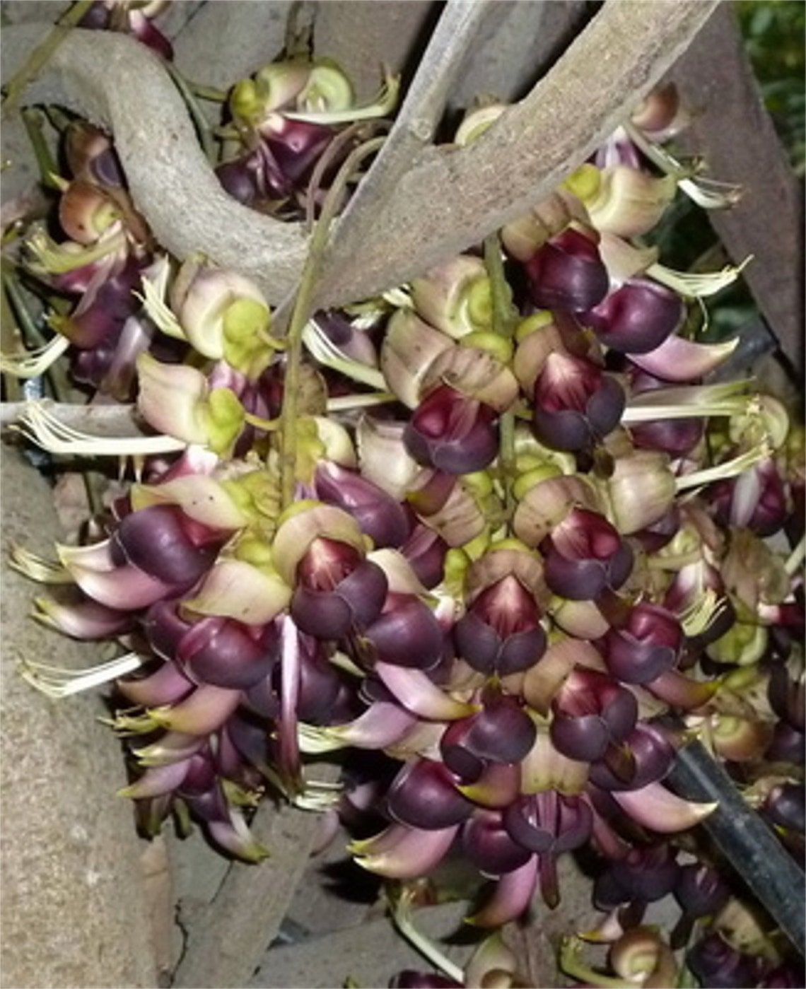 Mucuna Macrocarpa Vine Seed Rare Rusty Leaf Muunai Beads - Etsy