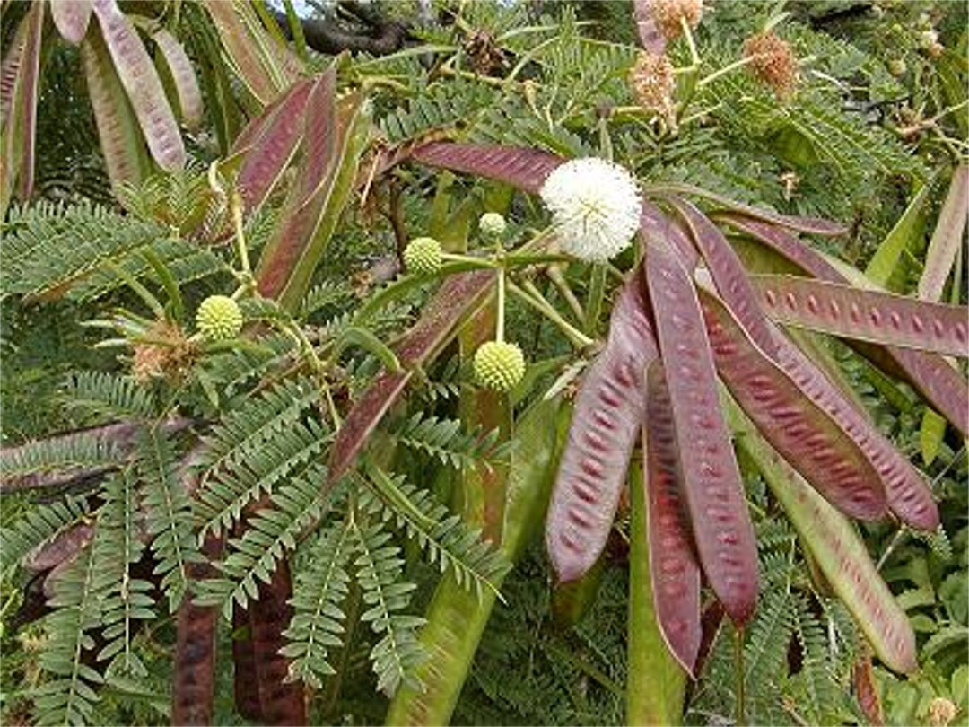 Leucaena Leucocephala Miracle Lead Tree Koa Haole 20 - Etsy France