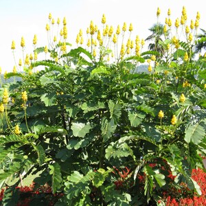 Cassia Alata Candlestick Golden Shrub or Tree, 30 Seeds, Perennial ...