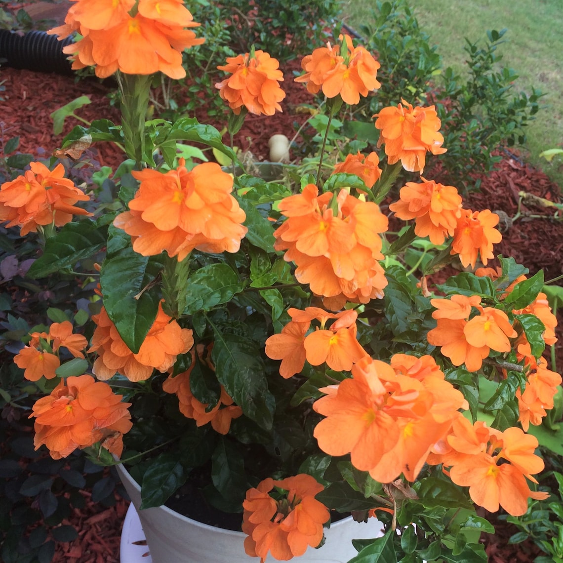Crossandra Infundibuliformis 10 Seeds, Orange Marmalade Firecracker ...