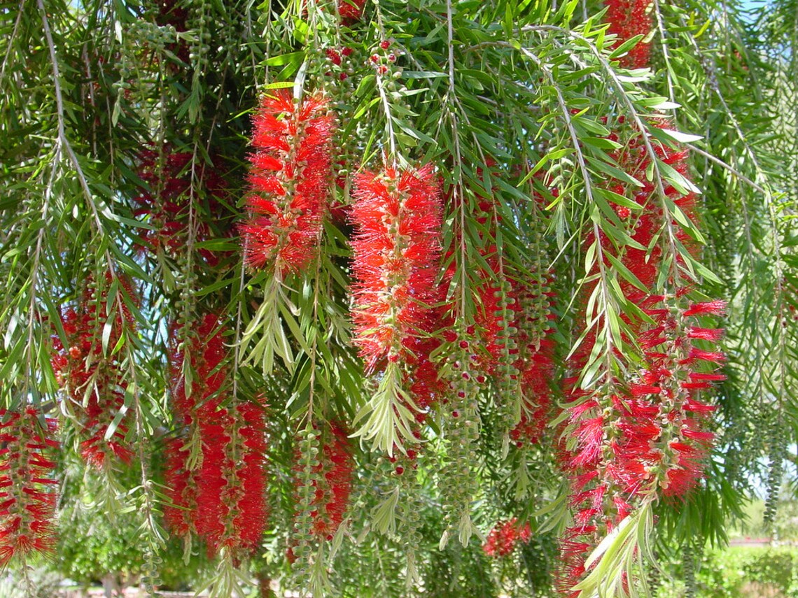 Callistemon Viminalis 500+ Seeds, Weeping Bottle Brush Tree, Ornamental ...