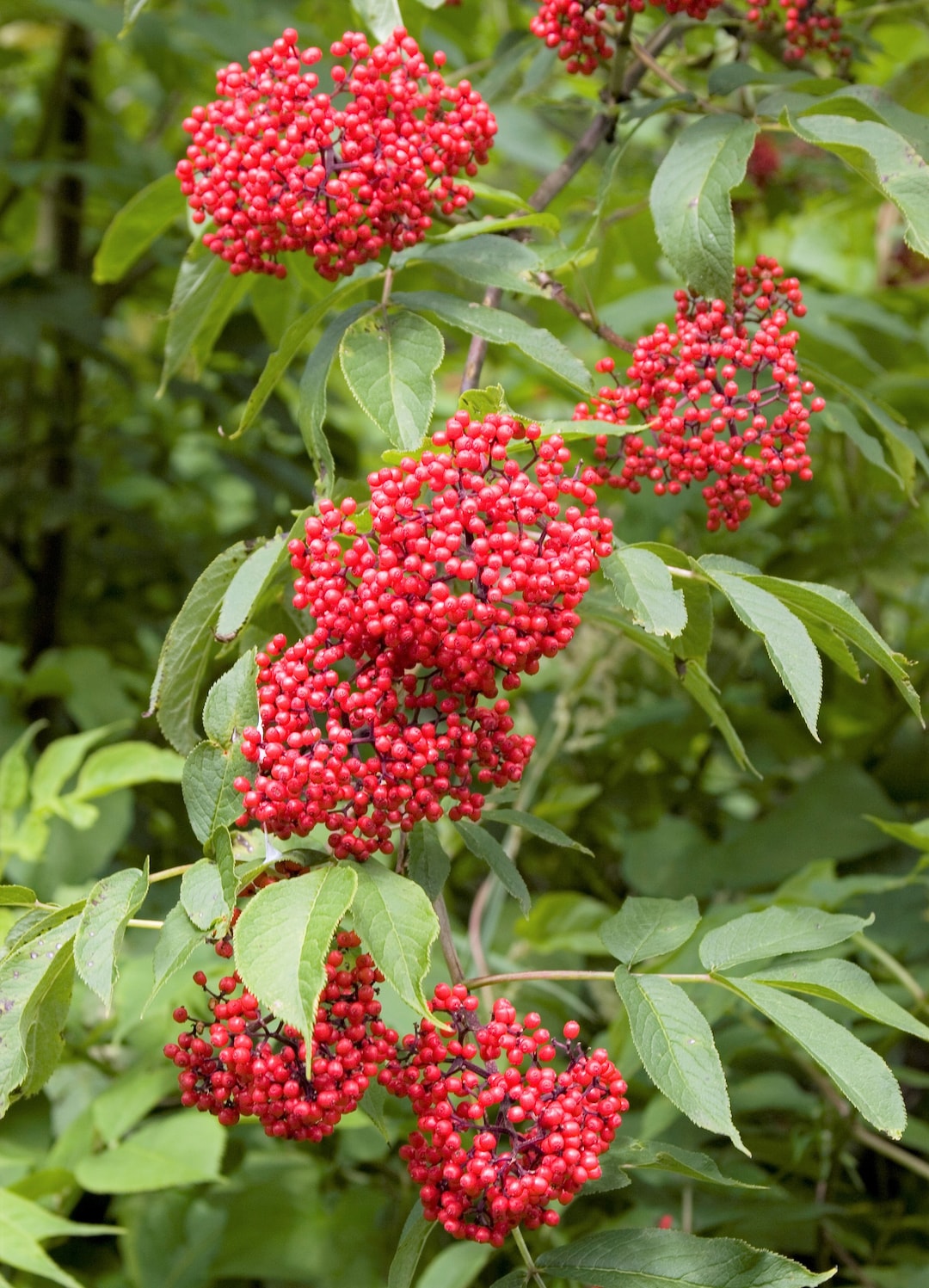 Sambucus Racemosa 50 Seeds Red Elder Elderberry Cold Hardy Shrub Bush ...