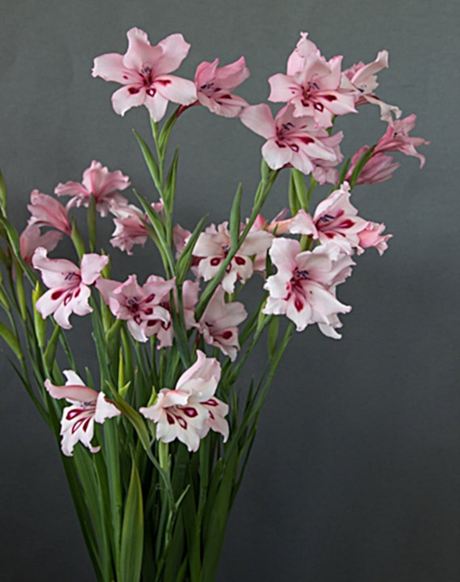 Gladiolus Carneus 8 Seeds, African Painted Lady Flowers, Garden Plants ...