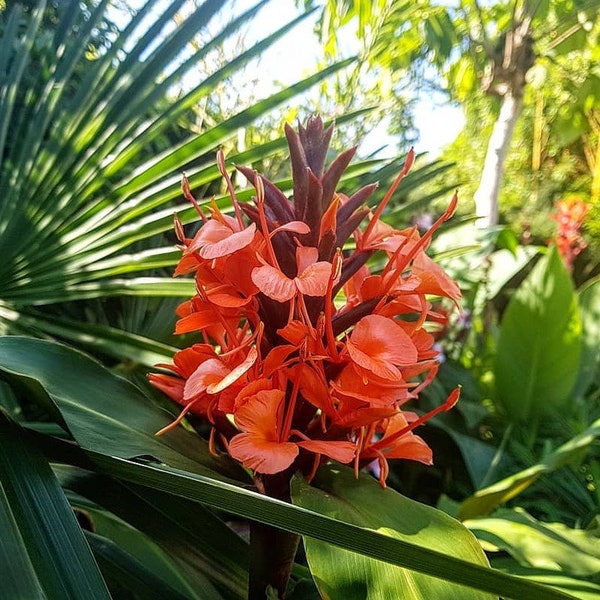Red Ginger - Etsy