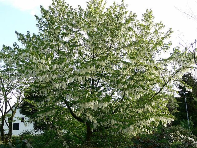 Davidia Involucrata Seed, Hardy Dove Tree, Handkerchief or Ghost Tree ...