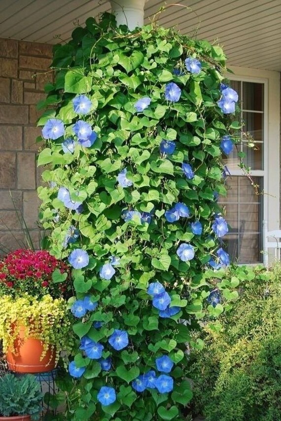 Ipomoea Tricolor Vine 30 Seeds Mexican Morning Glory Climber | Etsy