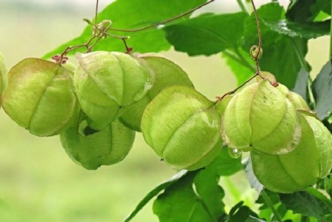 Cardiospermum Halicacabum 15 Seeds, Balloon Vine Love in A Puff - Etsy