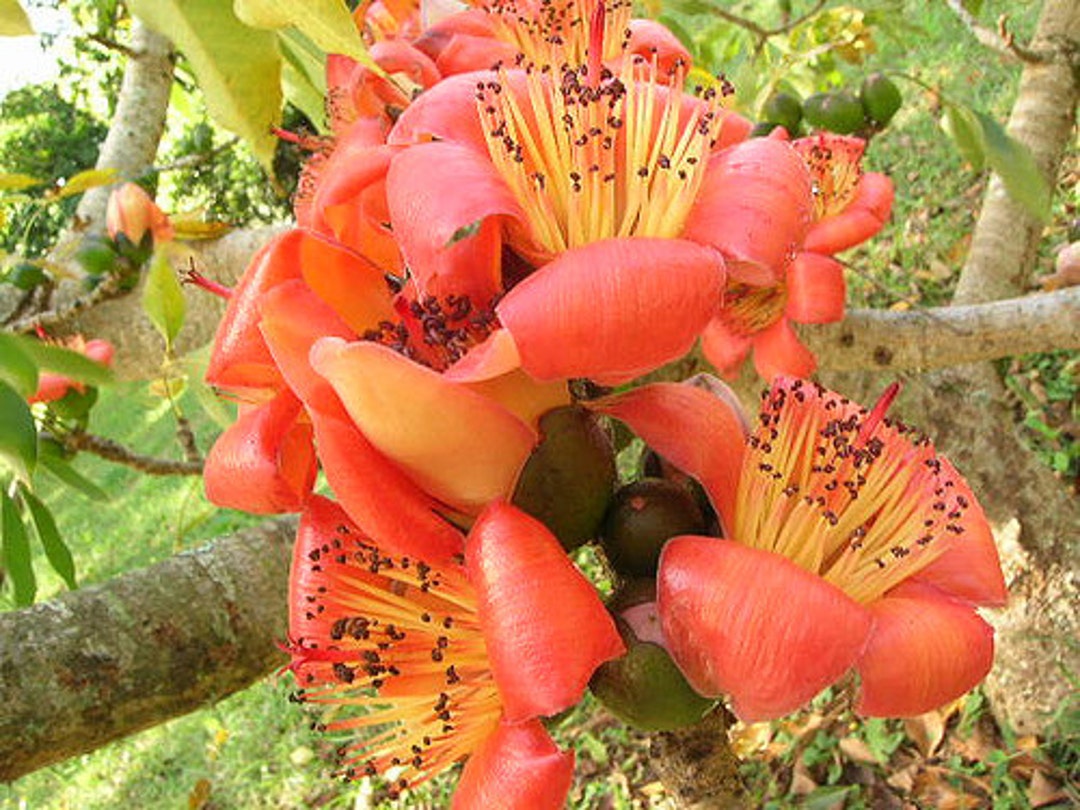 Bombax Ceiba Tree, Edible Red Silk Cotton Fruit 20 Seeds, Deciduous ...