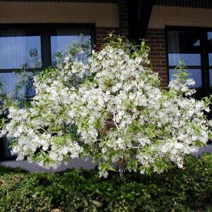Chionanthus Virginicus Shrub Tree 10 Seeds, Cold Hardy Fragrant Fringe ...