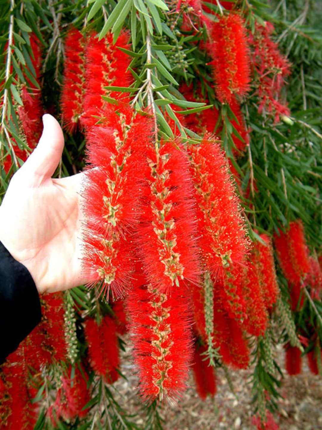 Callistemon Viminalis 500 Seeds, Weeping Bottle Brush Tree, Ornamental ...