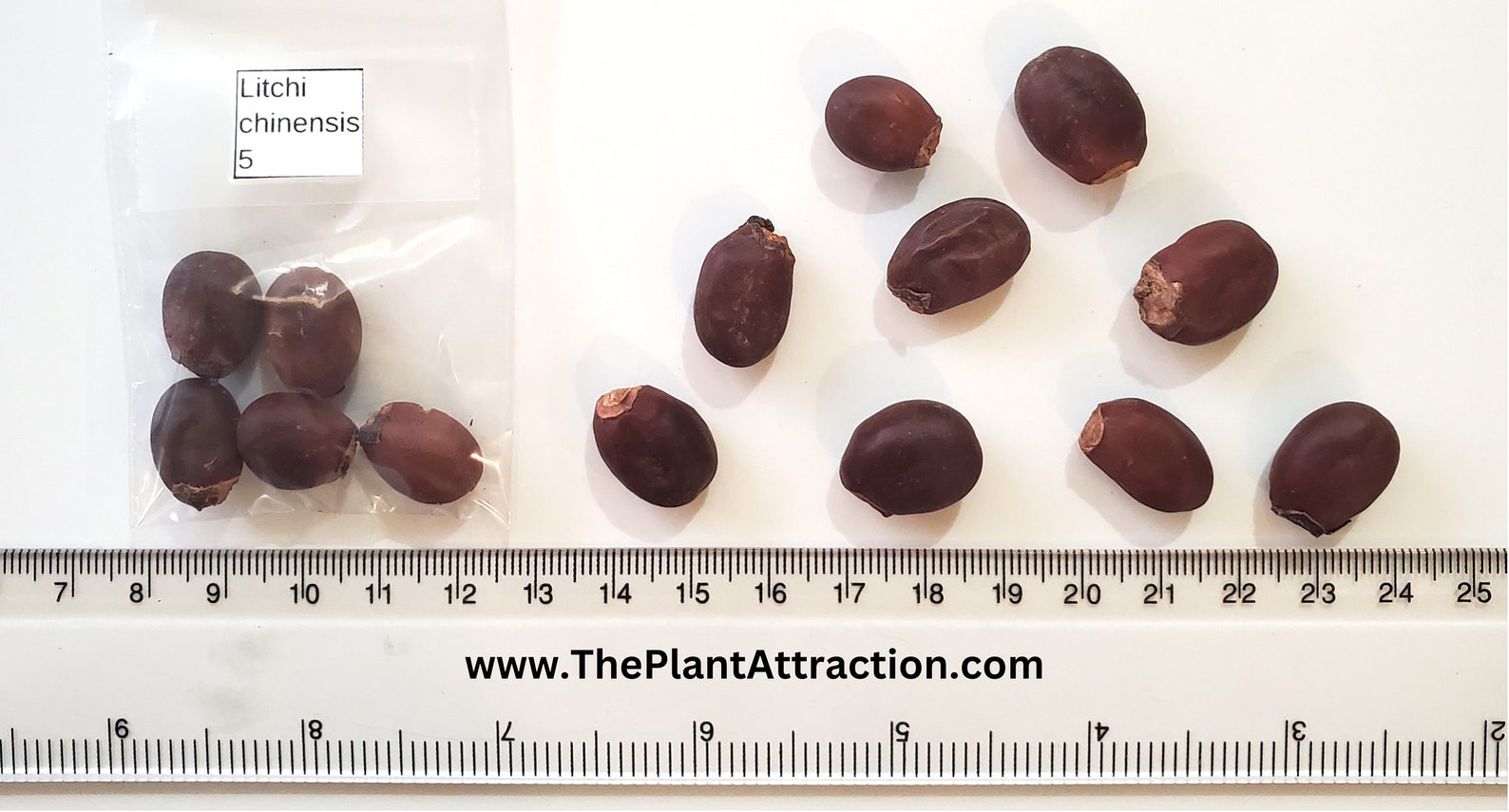 Litchi Chinensis 5 Seeds, Fragrant Chinese Strawberry Lychee Fruit Tree ...
