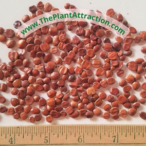 Ziziphus Mauritiana 10 Seeds, Indian Jujube Plum Chinese Apple Date Fruit Tree Shrub - Etsy