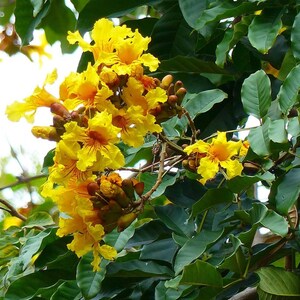 Markhamia Lutea 20 Seeds, Nile Tulip Trumpet or Siala Shrub or Small ...