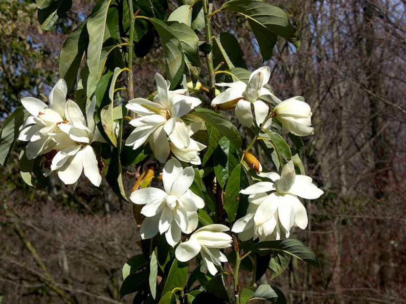 Michelia Excelsa Tree, the Temple Magnolia Doltsopa 10 Seeds, Very ...