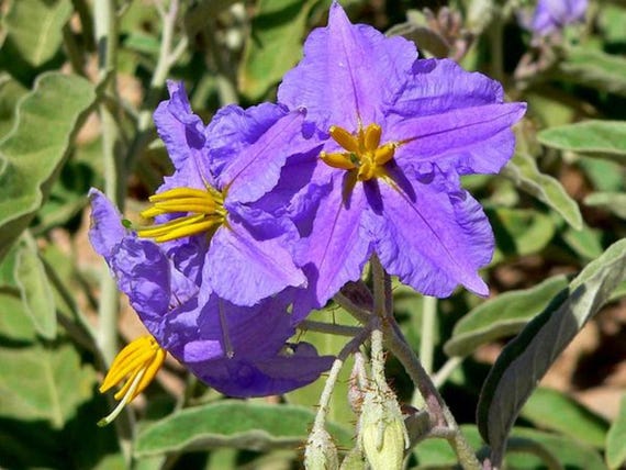 Nightshade Plant With Yellow Flowers