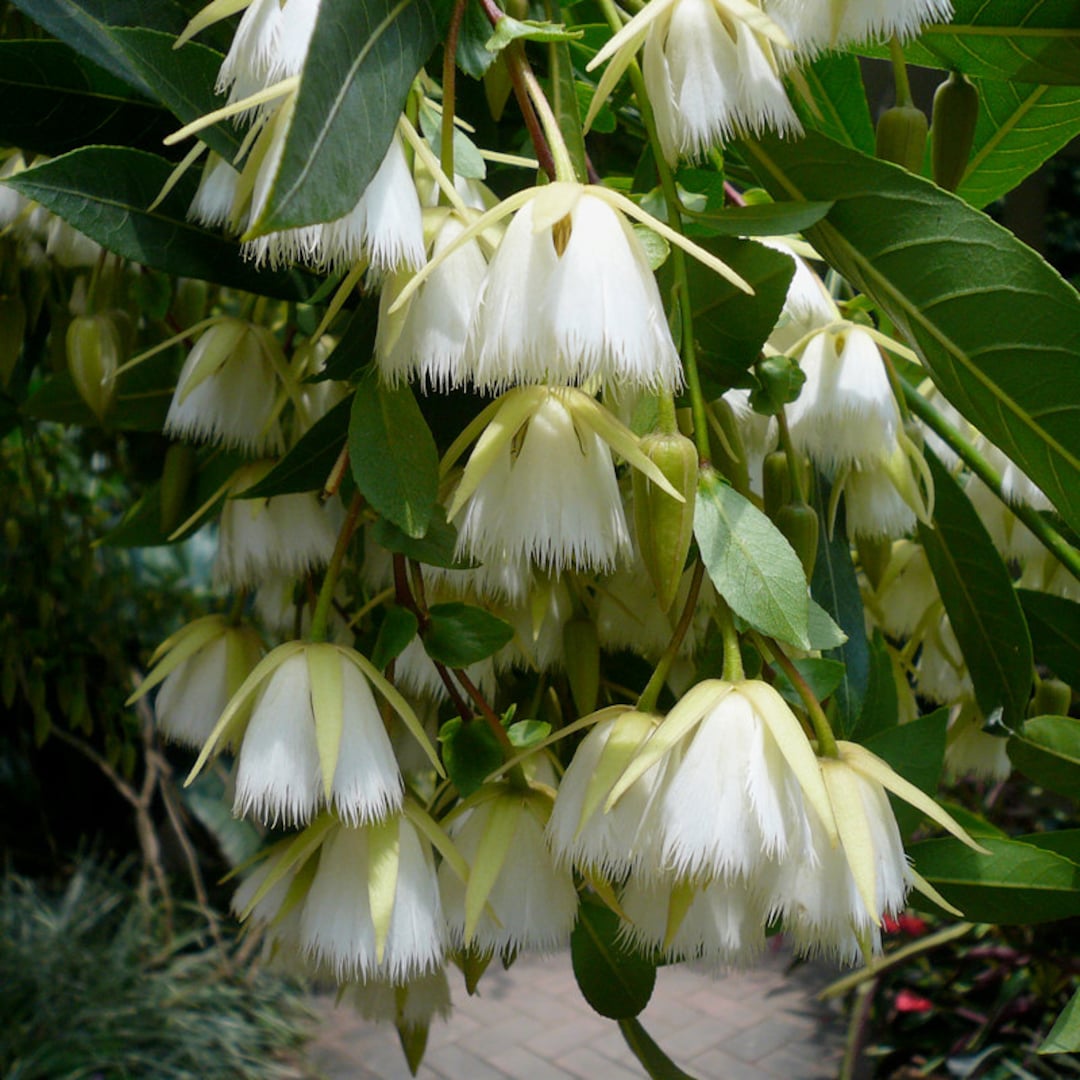 Elaeocarpus Floribundus Tree 4 Seeds, Evergreen Edible Indian Olive ...